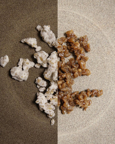 Maximum Umami? · Noma Projects